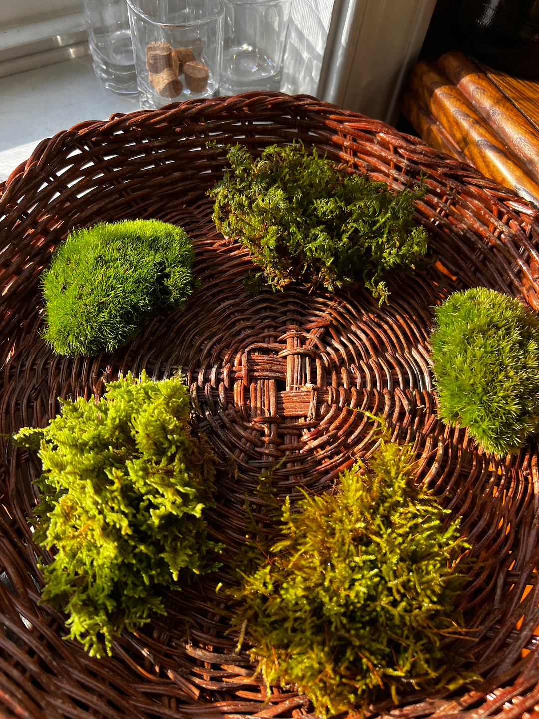 Live Moss Terrarium Plants Variety Pack With 5 Distinct Mosses - Etsy