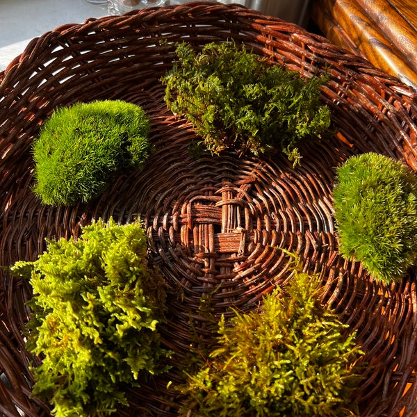 Live Moss Terrarium - Etsy
