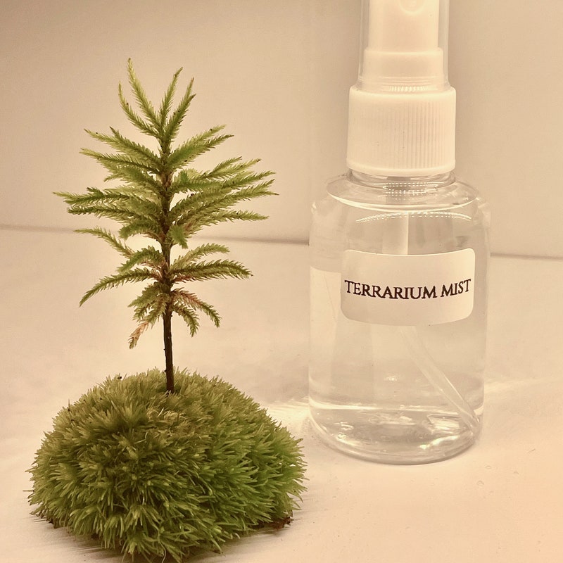 Terrarium Miniatures - Etsy
