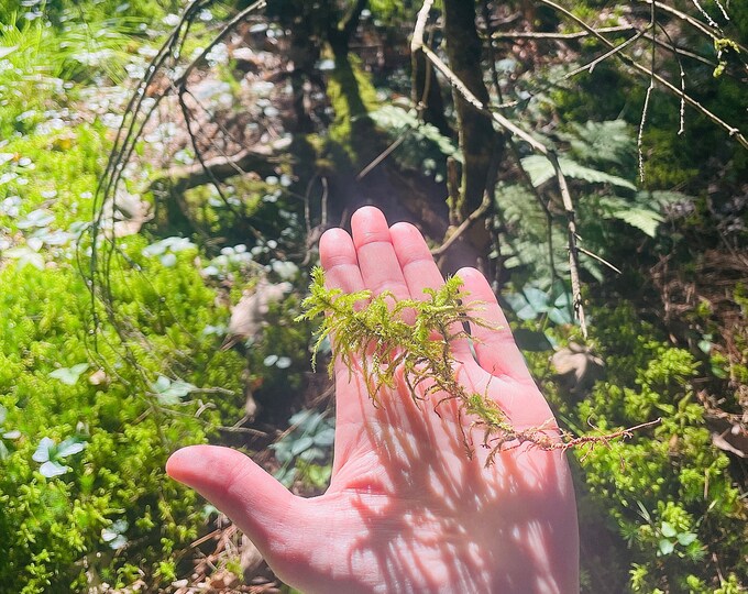 Dusk Moss Mix - Etsy