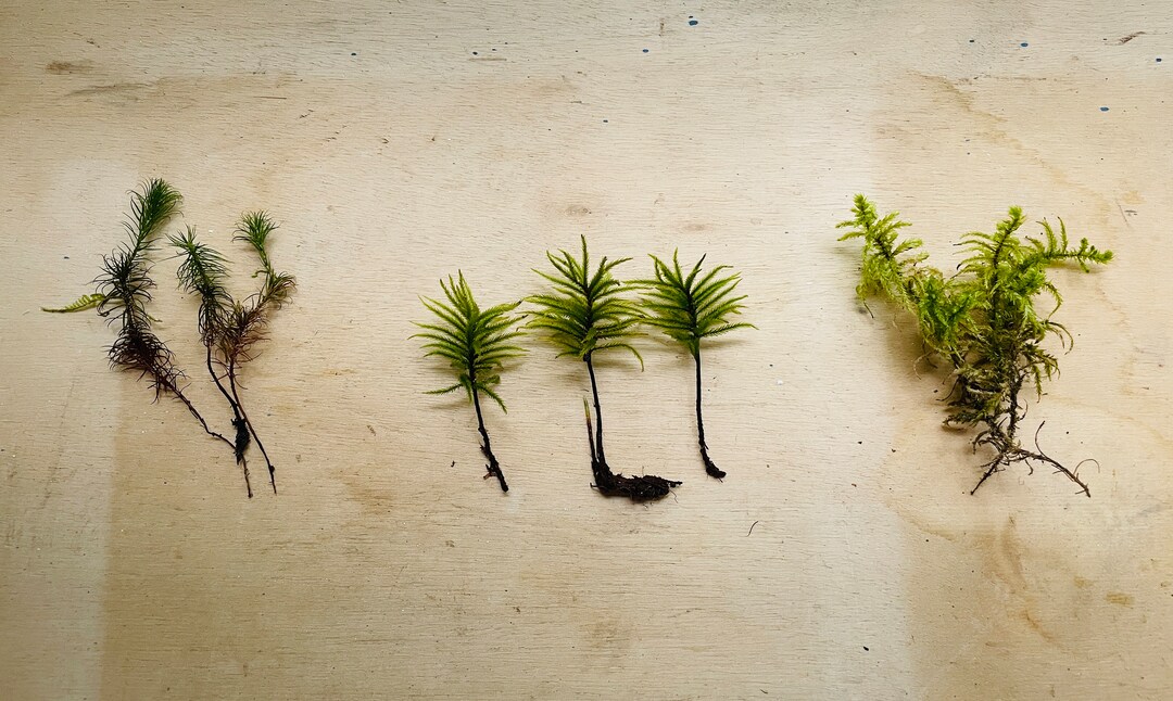 Mini Moss Tree Nano Terrarium Plant Kit Live Tree Moss Live Terrarium ...