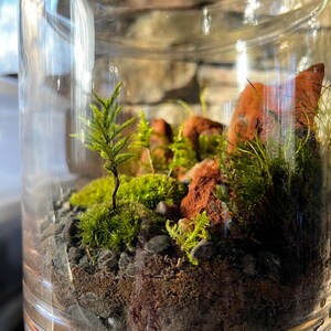 DIY Tree Moss Island Terrarium Kit: Live Cushion Moss - Etsy