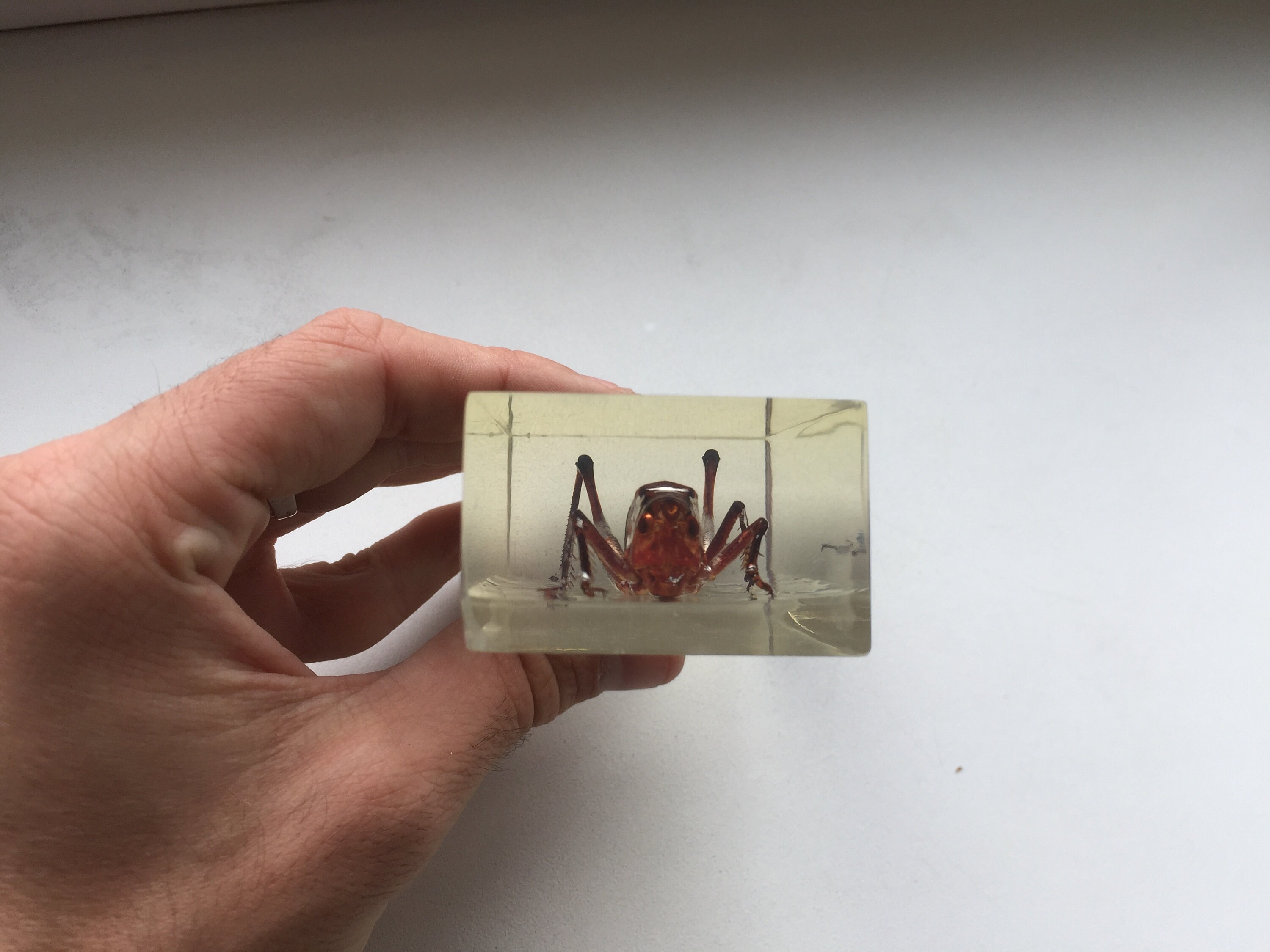 Rare Beetlesoviet Beetle in Resinlocust Acrylic - Etsy