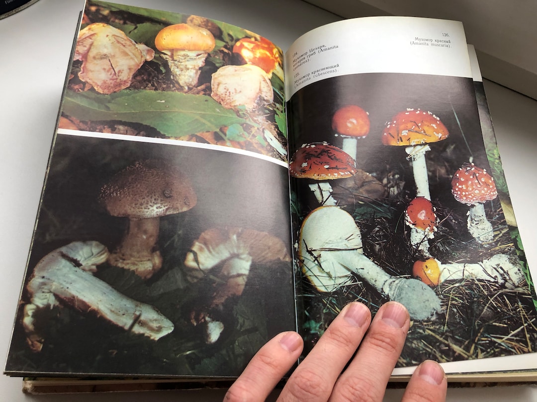 Rare, Compact, Vintage, Illustrated Mushroom Book, Botanical Book ...