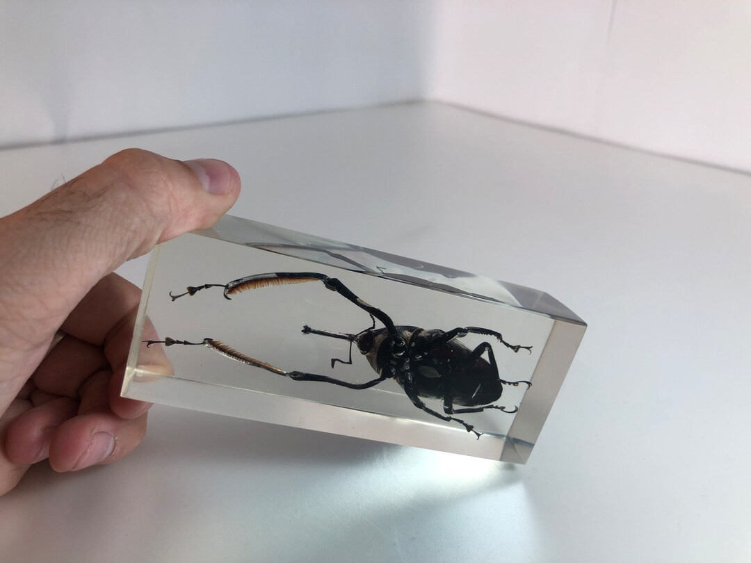 NEW, Very Rare, Soviet Beetle in Resin, Beetle, Vintage Paperweight ...