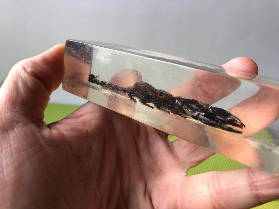 Very Rare, Soviet Scorpion in Resin, Scorpion, Vintage Paperweight ...