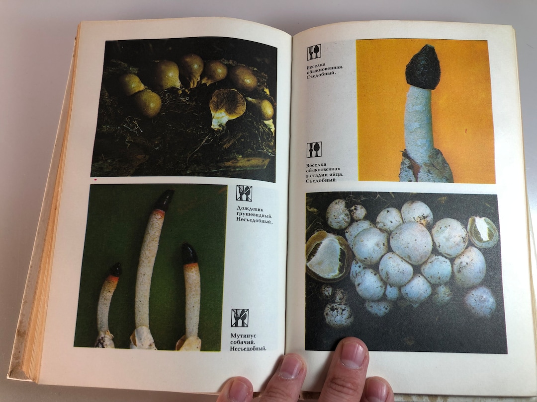 Very Rare, Compact, Vintage, Illustrated Mushroom Book, Botanical Book ...