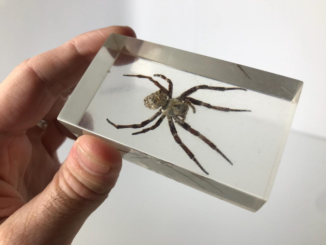 Rare Spider,vintage Paperweight,polymer Taxidermy Spider,soviet Acrylic ...
