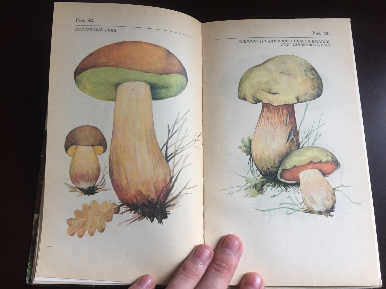 Vintage Illustrated Mushrooms Books Handbook Guide to - Etsy