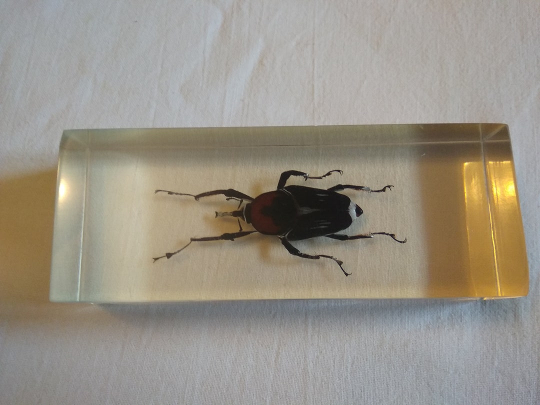 NEW, Very Rare, Soviet Beetle in Resin, Beetle, Vintage Paperweight ...