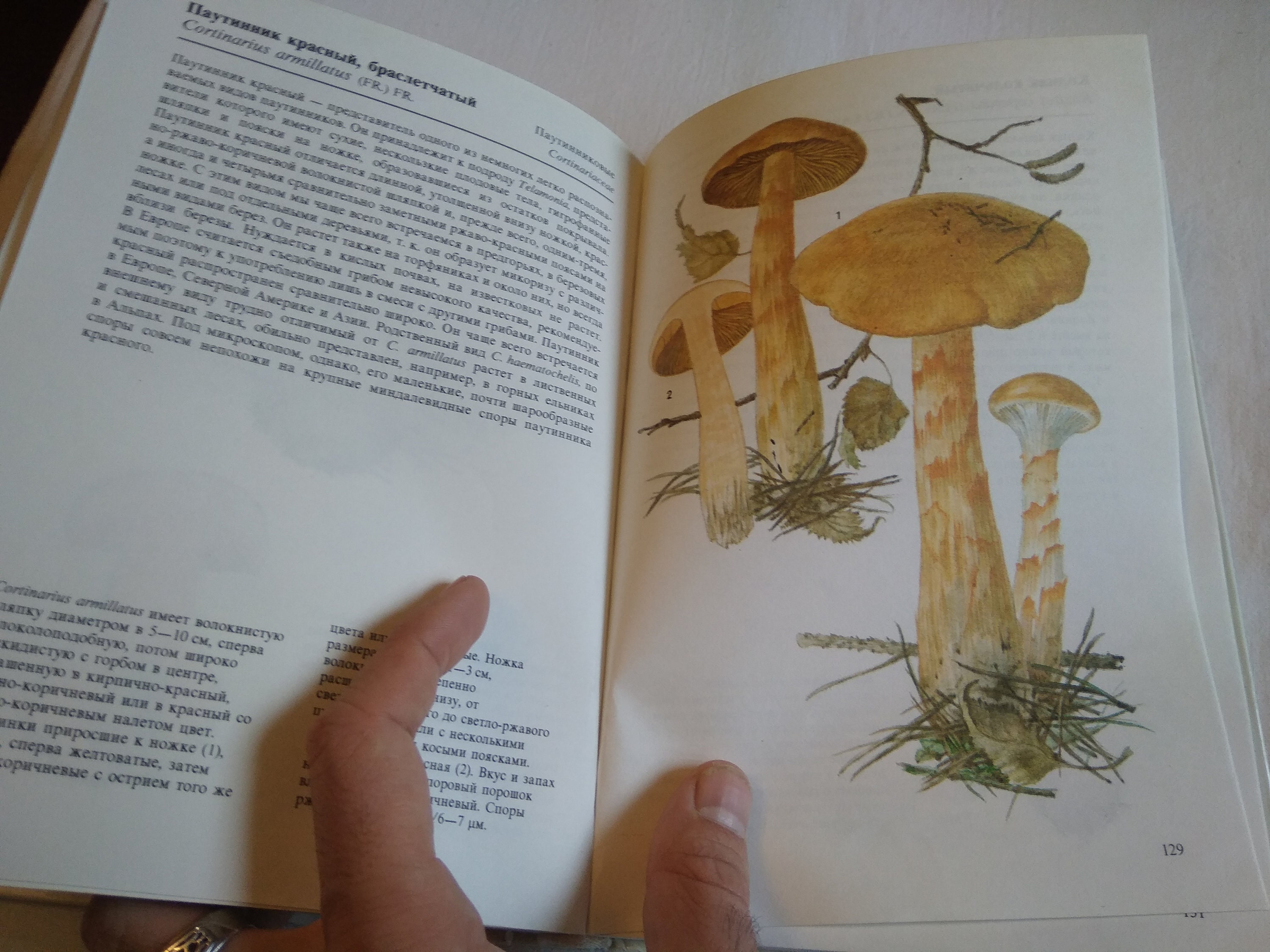 Very Rare Compact Vintage Illustrated Mushroom Book - Etsy