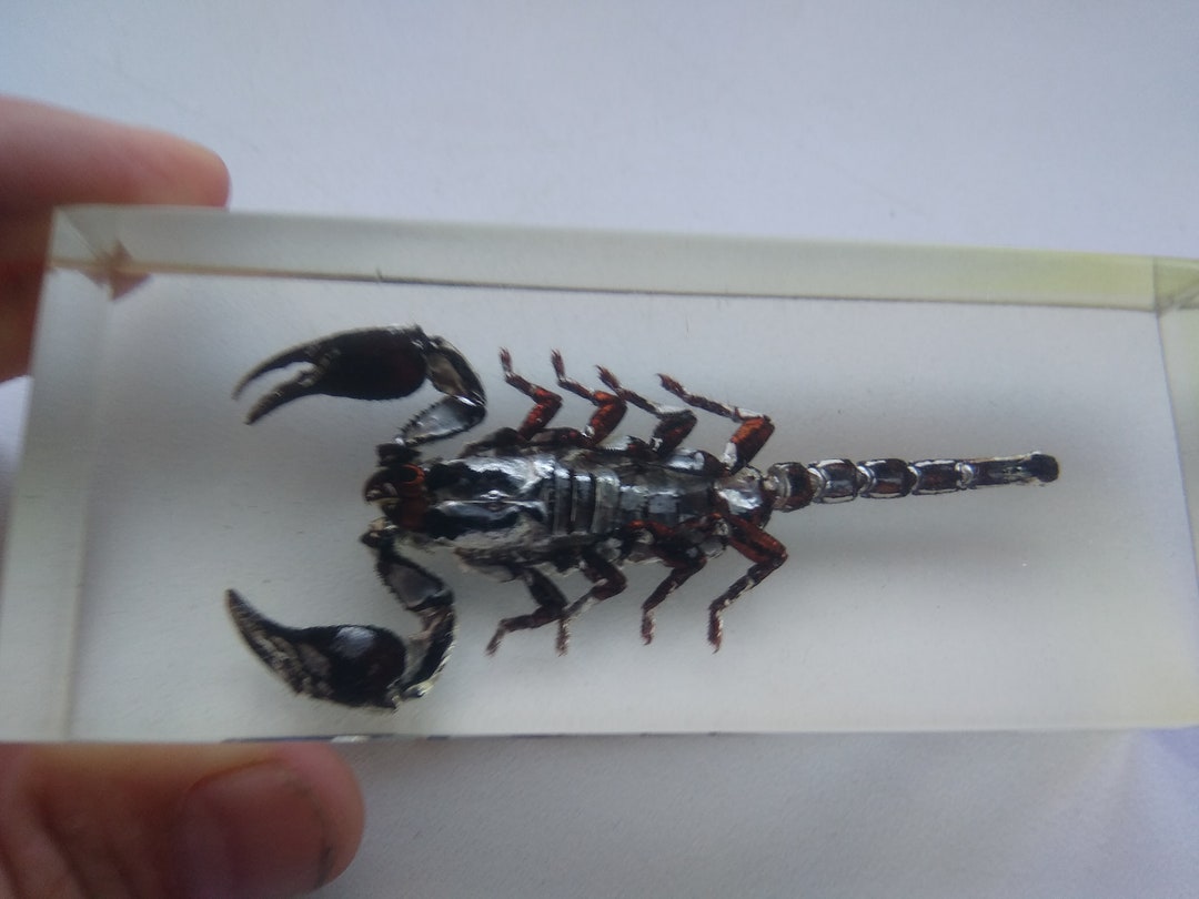 Rare Scorpion,beetles,scorpion Real Beetles Insects,gift,real Scorpion ...