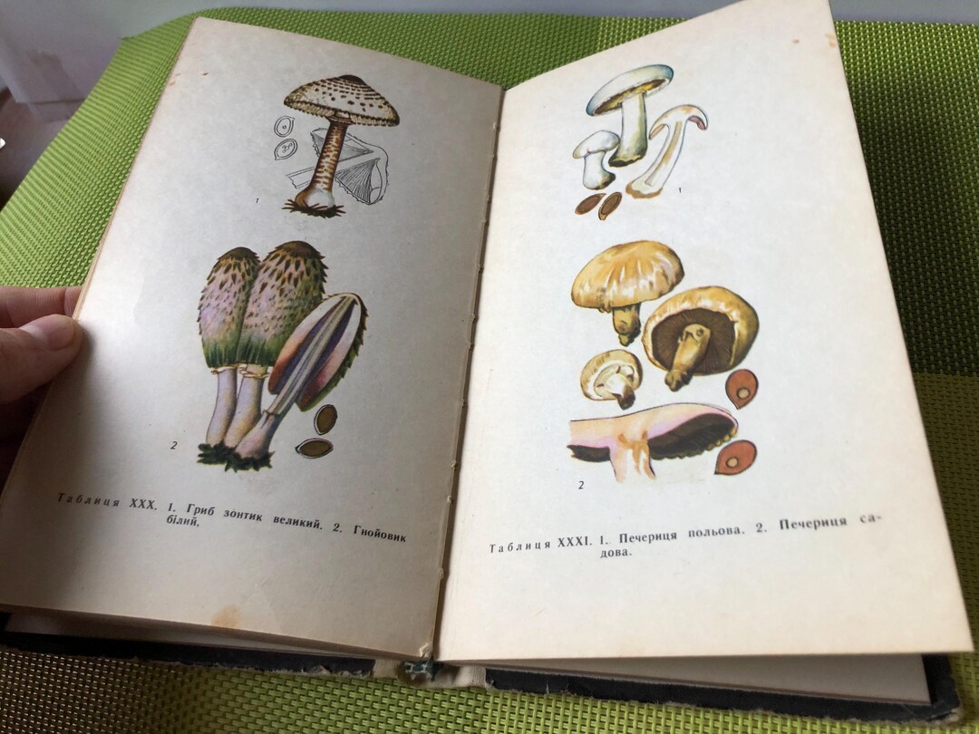 Big Mushroom Book,very Rare, Compact, Vintage, Illustrated Mushroom ...