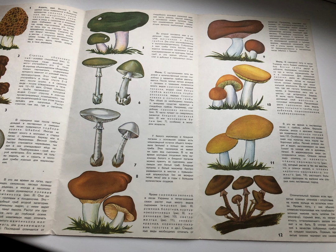 Rare, Compact, Vintage, Illustrated Mushroom Book, Botanical Book ...