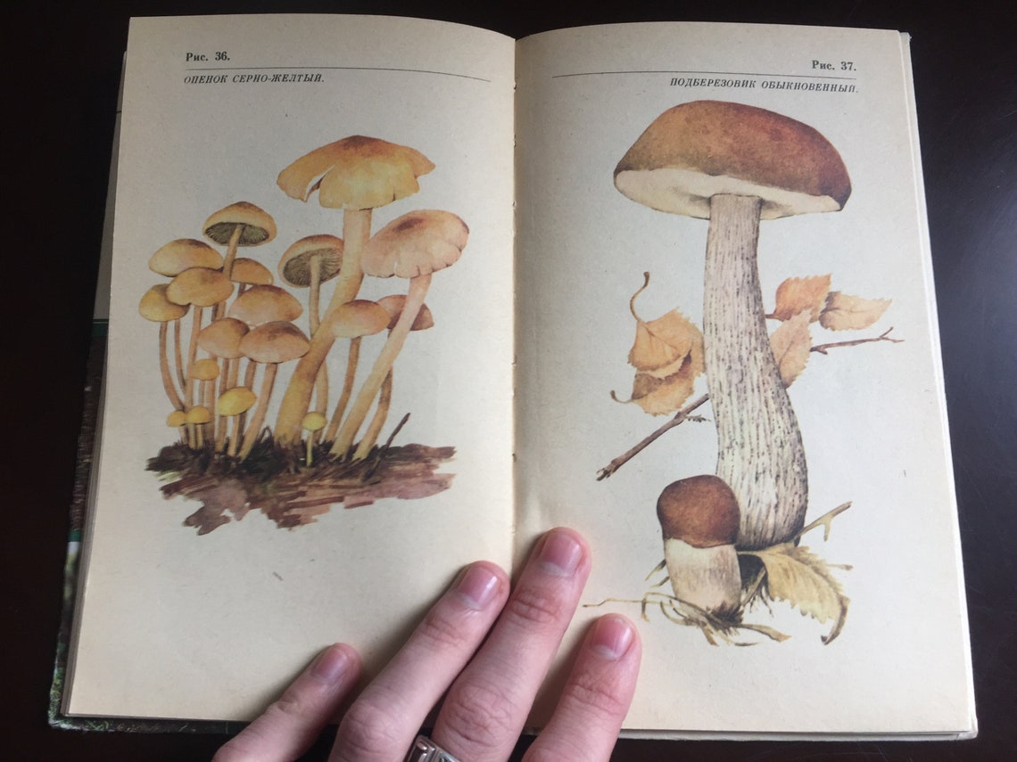 Vintage illustrated Mushrooms books Handbook Guide to | Etsy
