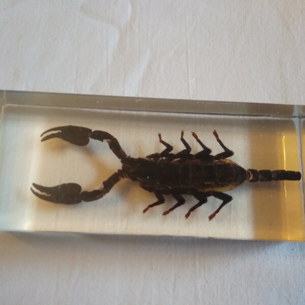 Epoxy Scorpion - Etsy