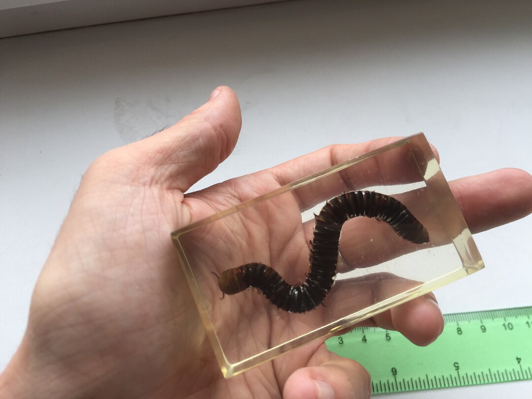 Rare Beetle, Vintage Paperweight, Soviet Centipede Beetle in Resin ...