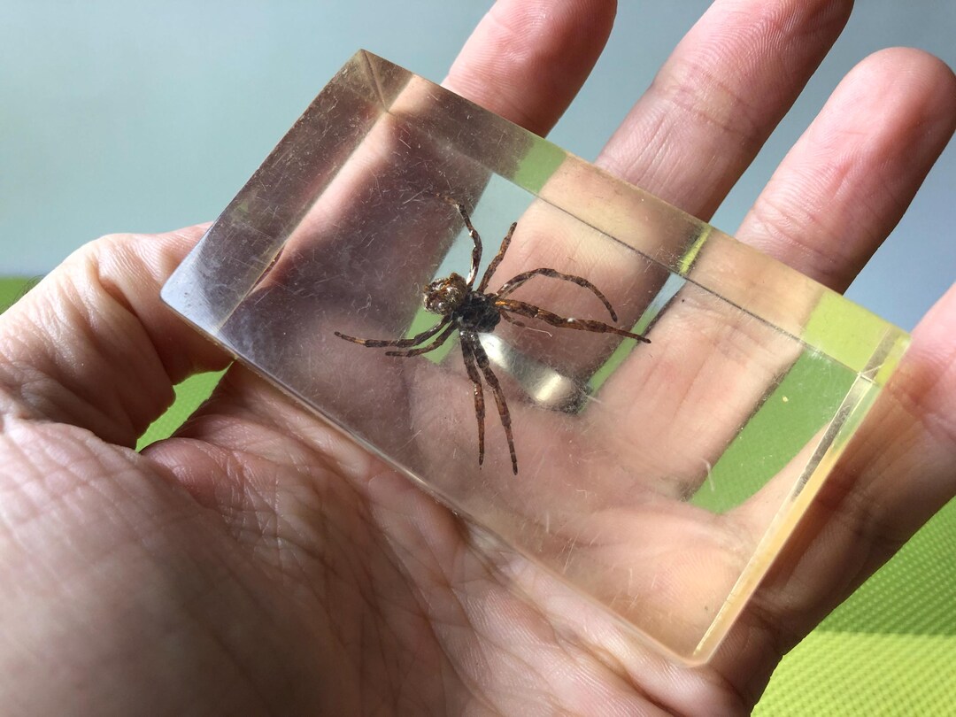 Rare Spider,vintage Paperweight,polymer Taxidermy Spider,soviet Acrylic ...