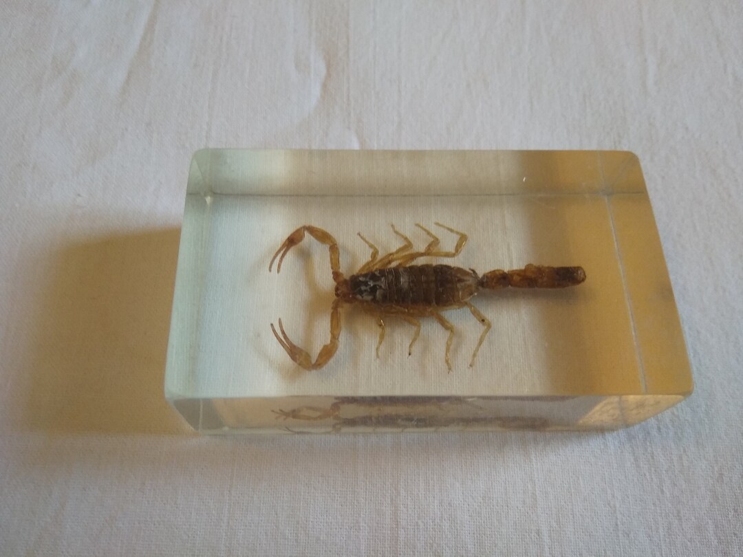 NEW, Very Rare, Soviet Scorpion in Resin, Scorpion, Vintage Paperweight ...