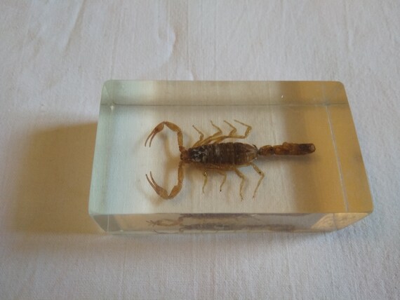 NEW Very Rare Soviet Scorpion in Resin Scorpion Vintage - Etsy