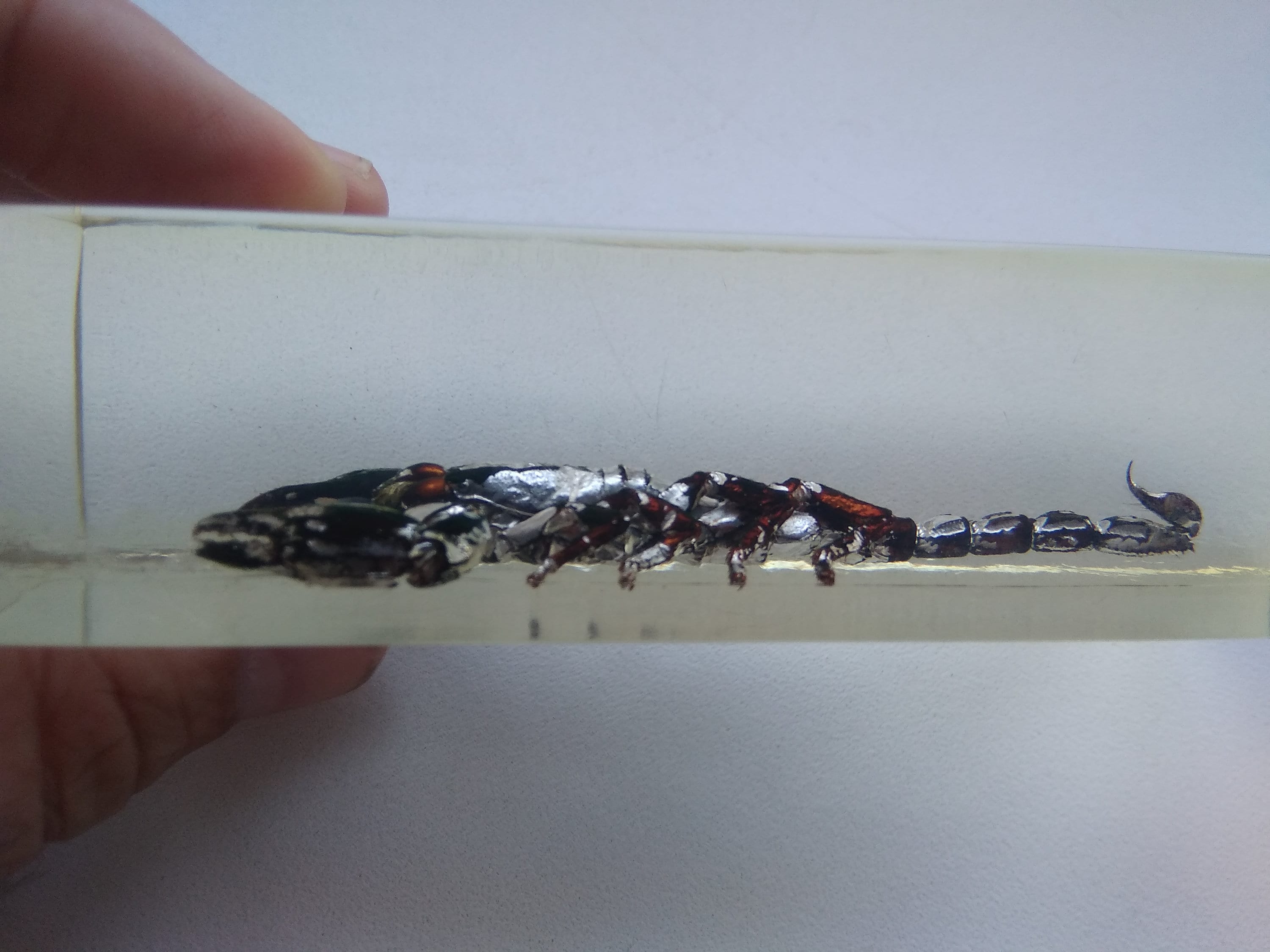 Rare Scorpion,beetles,scorpion Real Beetles Insects,gift,real Scorpion ...