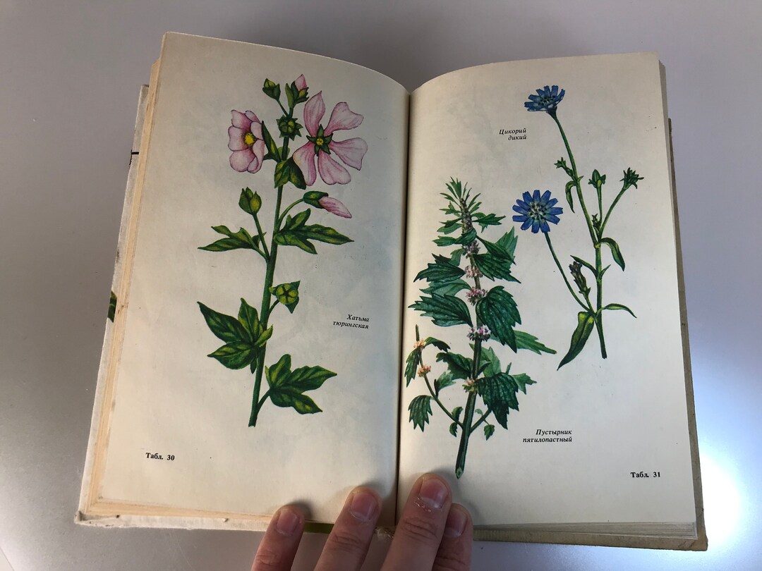 Ancient Botanical Book,medicinal Plants of Ukraine,color and Black-and ...