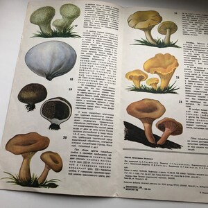 Rare, Compact, Vintage, Illustrated Mushroom Book, Botanical Book ...