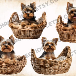 Yorkshire Terrier PNG Clipart Bundle, Cute Dogs Clipart, Sublimation ...
