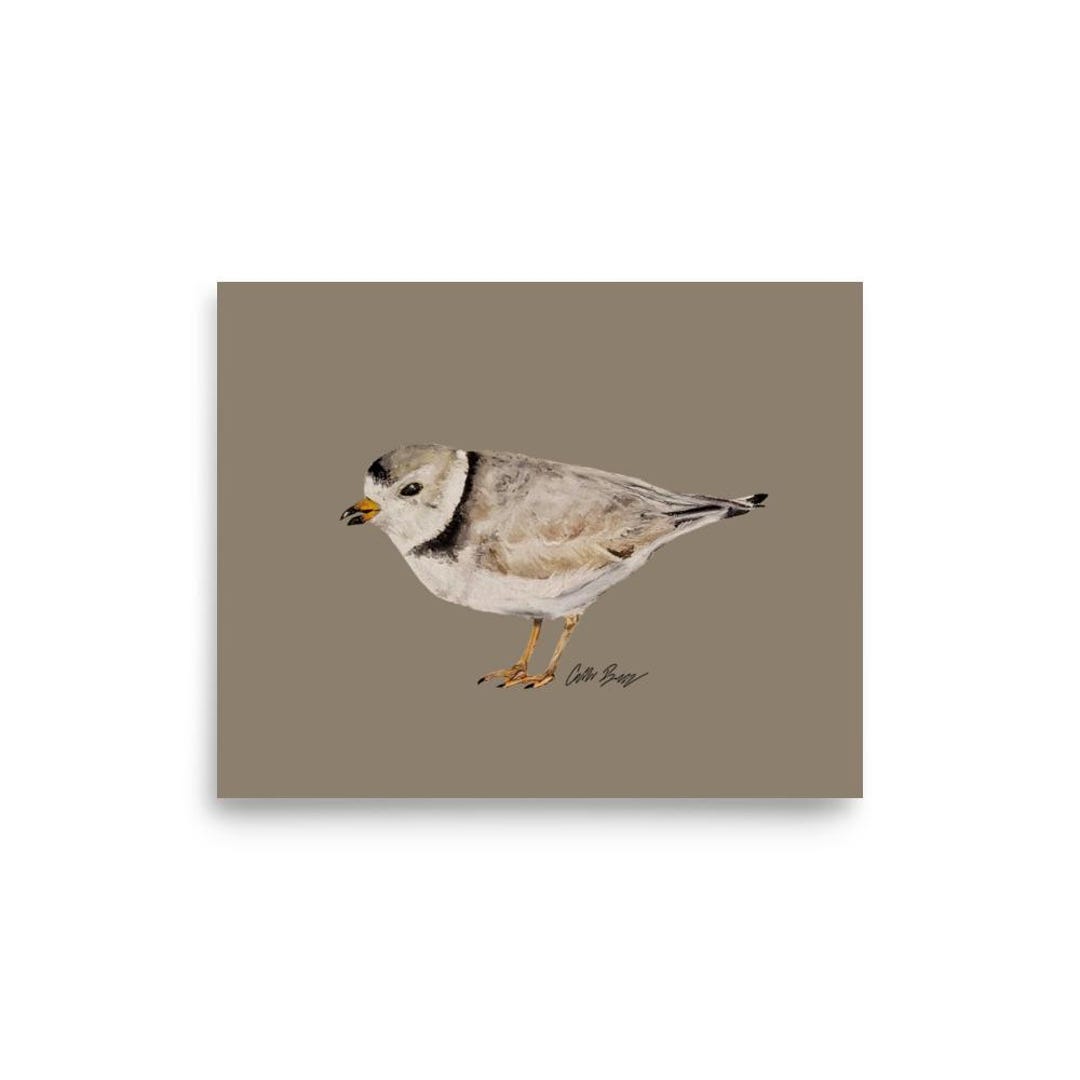 Piping Plover Poster - Etsy