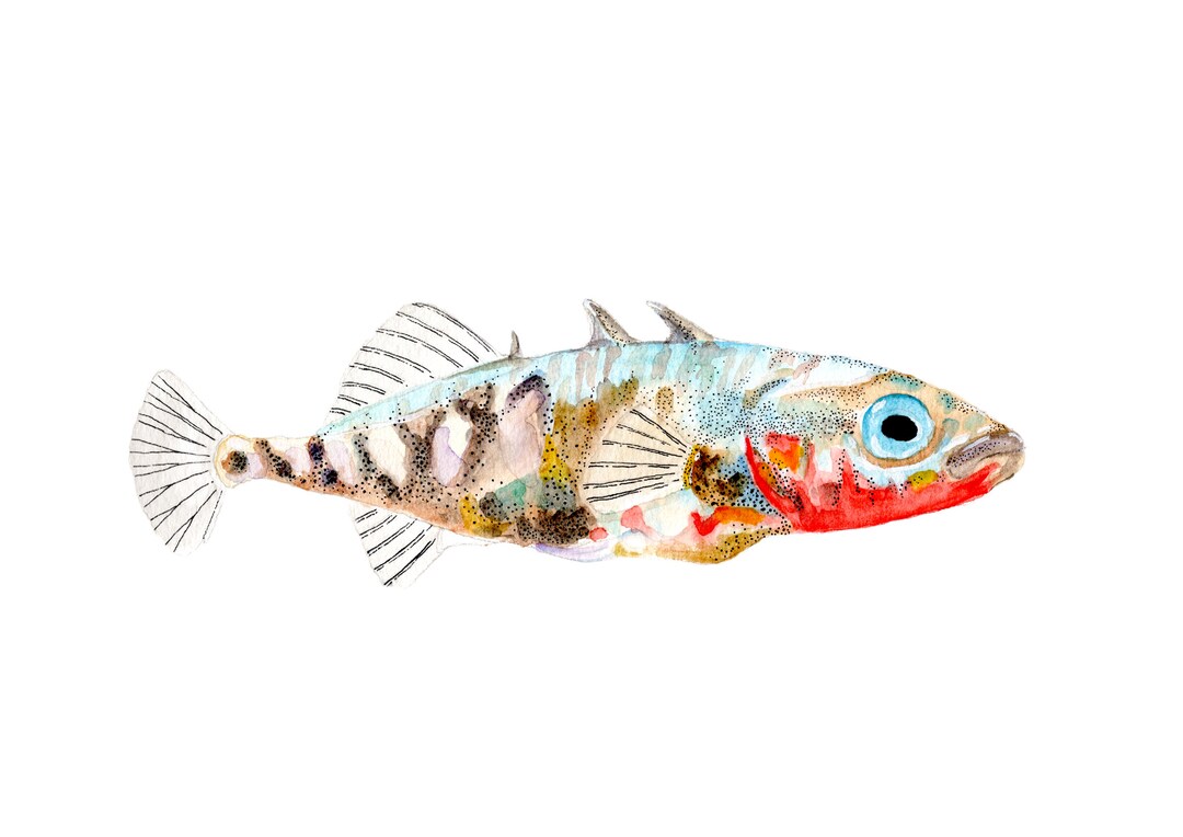 Stickleback Fish Poster - Etsy
