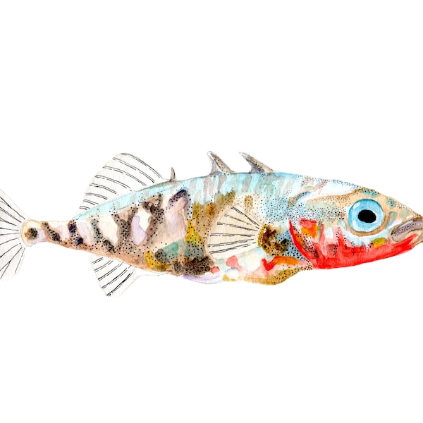 Stickleback - Etsy