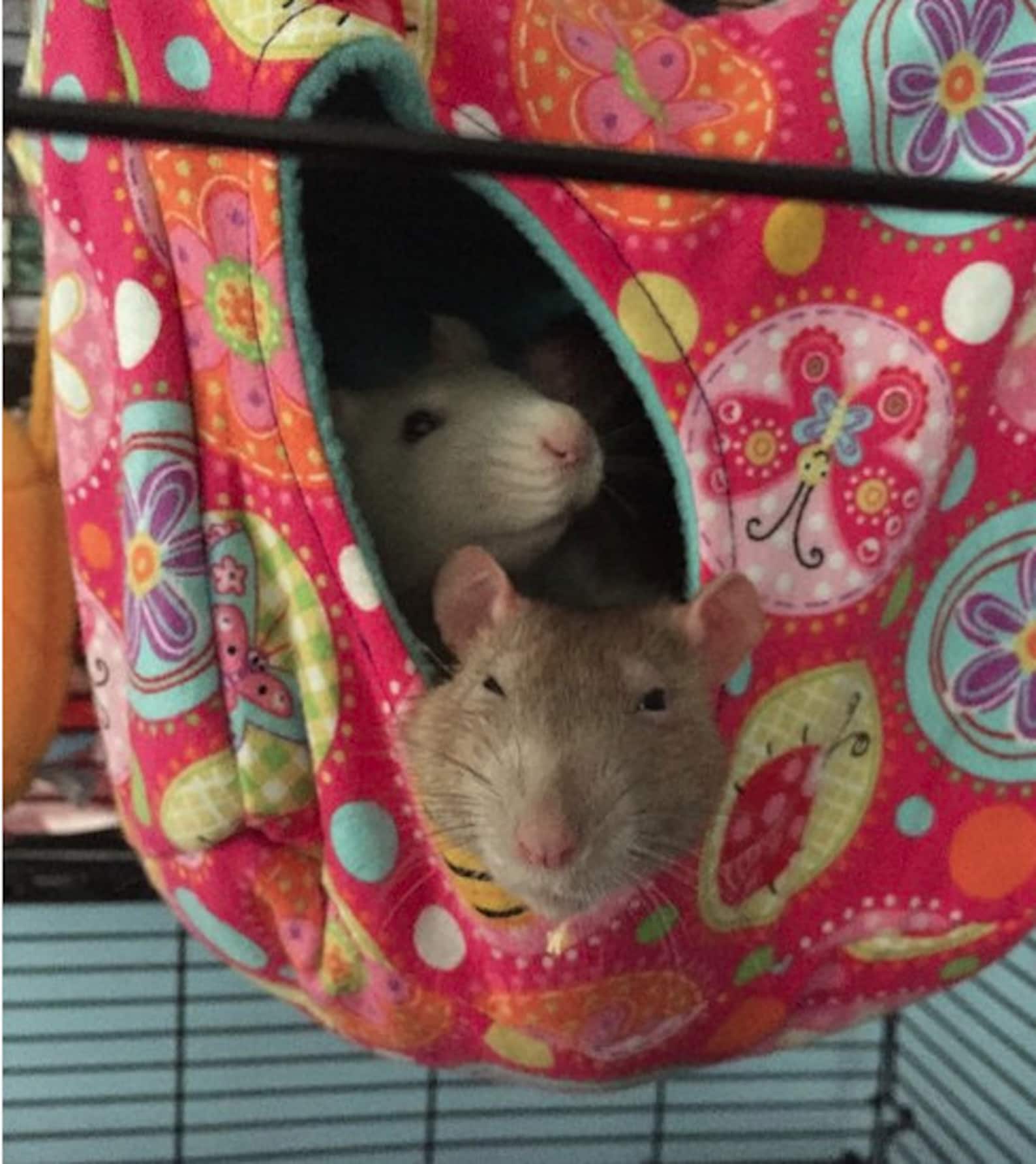 Rat Cube Hammock Monsters Hanging Chinchilla Hide Gray Degu - Etsy Canada