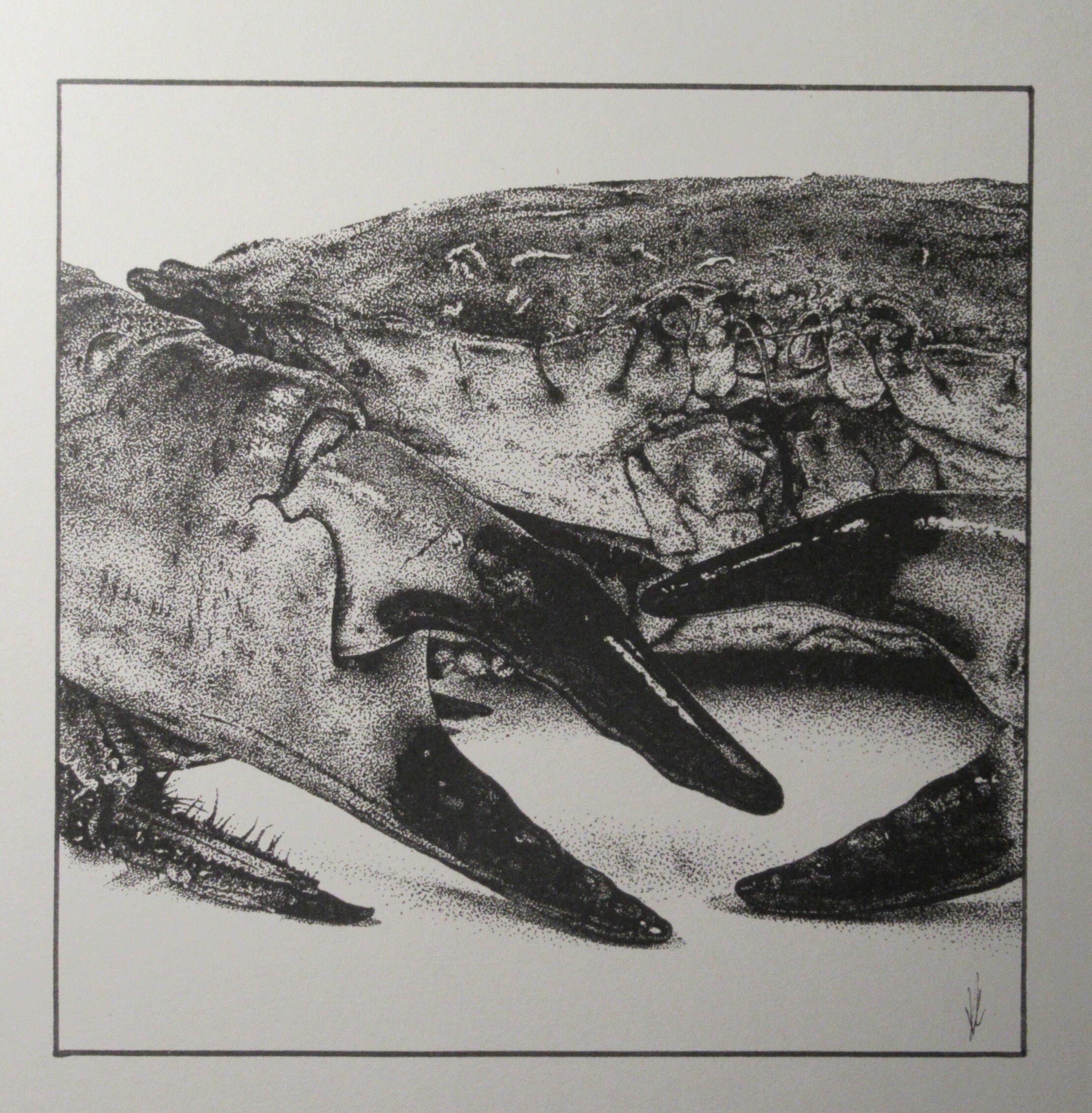 Cornish Crab Pointillism Drawing Fine Art 6" X 6" Print - Etsy