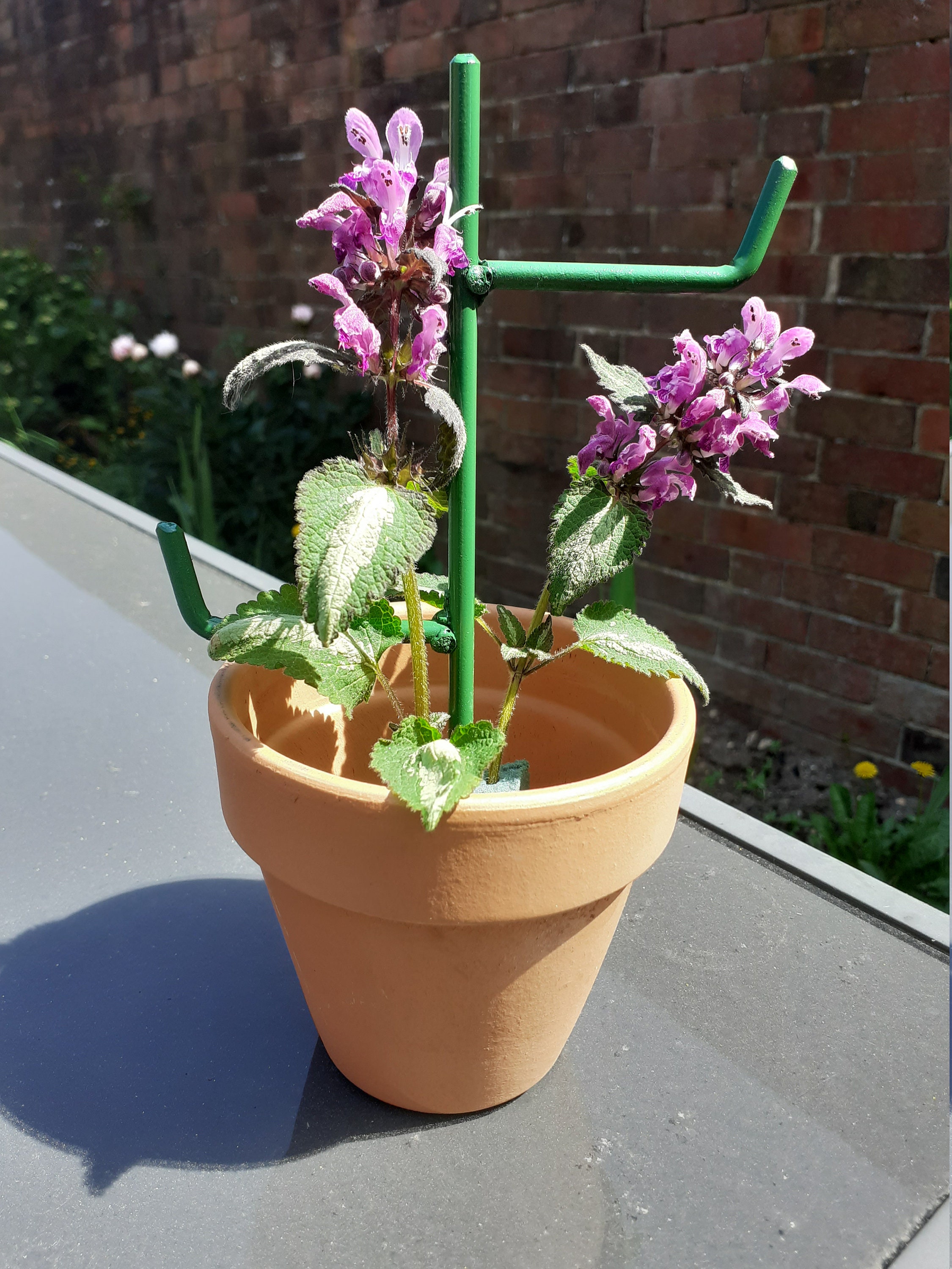 4x 8 Plant Support Rods With 2 Grow Arms in Lime Green - Etsy