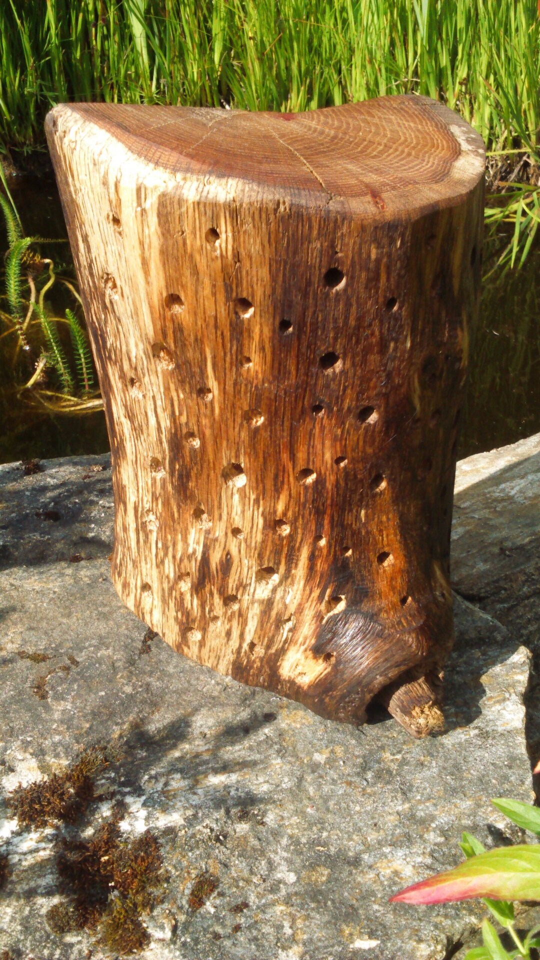 UNIKAT Quaint Insect Hotel From the Branch of a Very Old Beech - Etsy