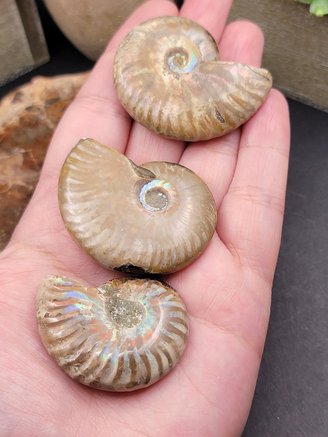 Rainbow Opalized Ammonite - Stunning Fossilized Gem for Collectors - Etsy