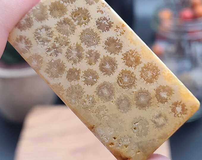 Coral Jasper Rectangles Fossilized Coral Crystal Jewelry - Etsy