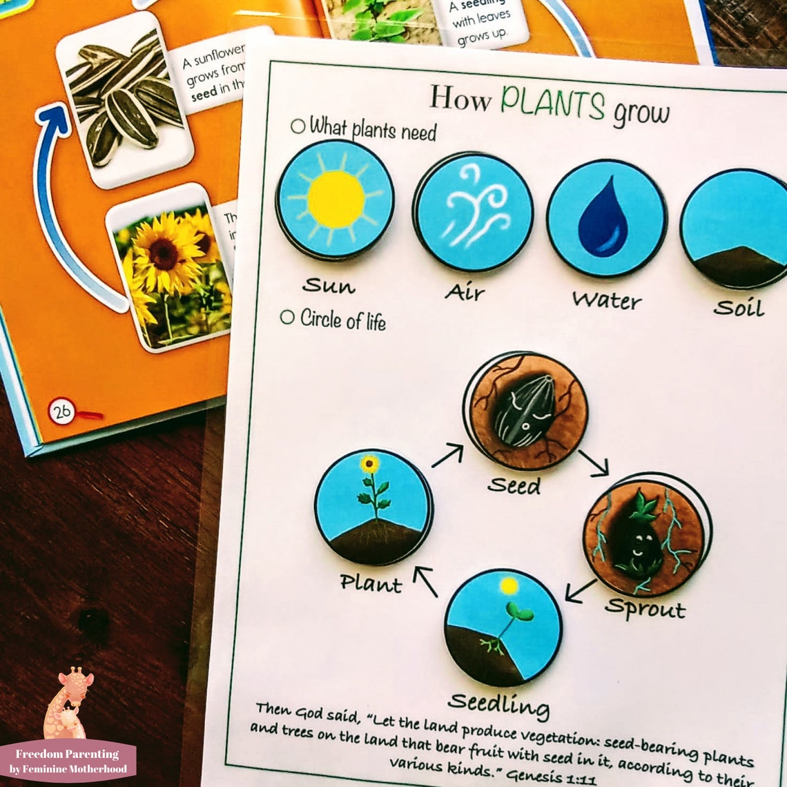 Plant Life Cycle Printable Activity Kids Science Game Nature | Etsy