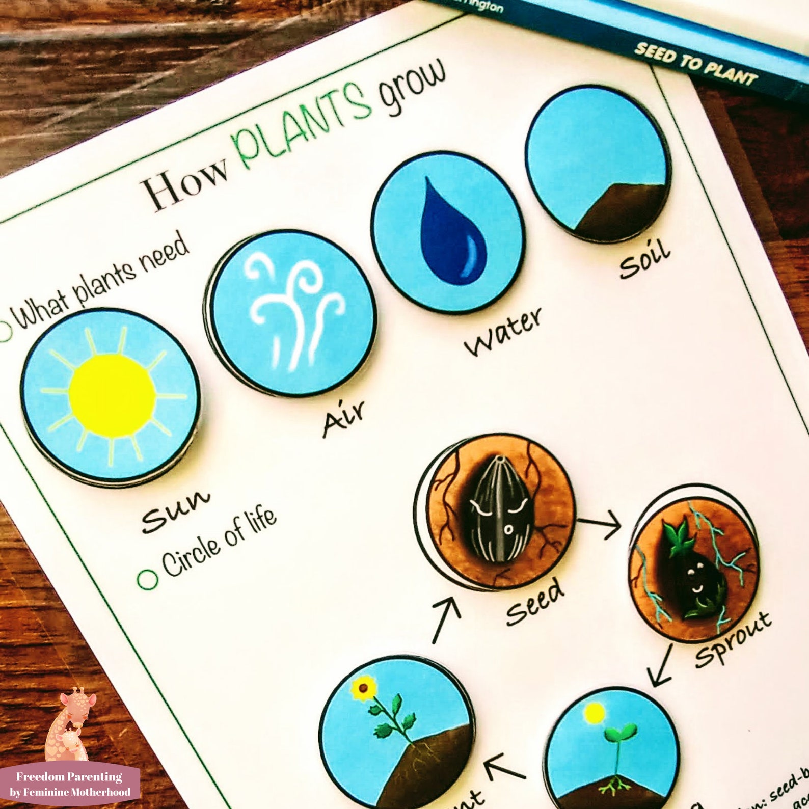 Plant Life Cycle Printable Activity Kids Science Game Nature | Etsy