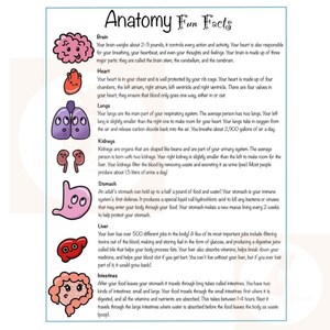 Skeletal System, Printable Human Body Preschool Activity, the Brain ...