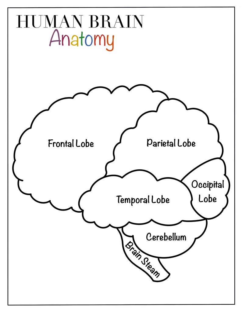 Human Brain Anatomy Printable Activity Brain Puzzle Brain | Etsy