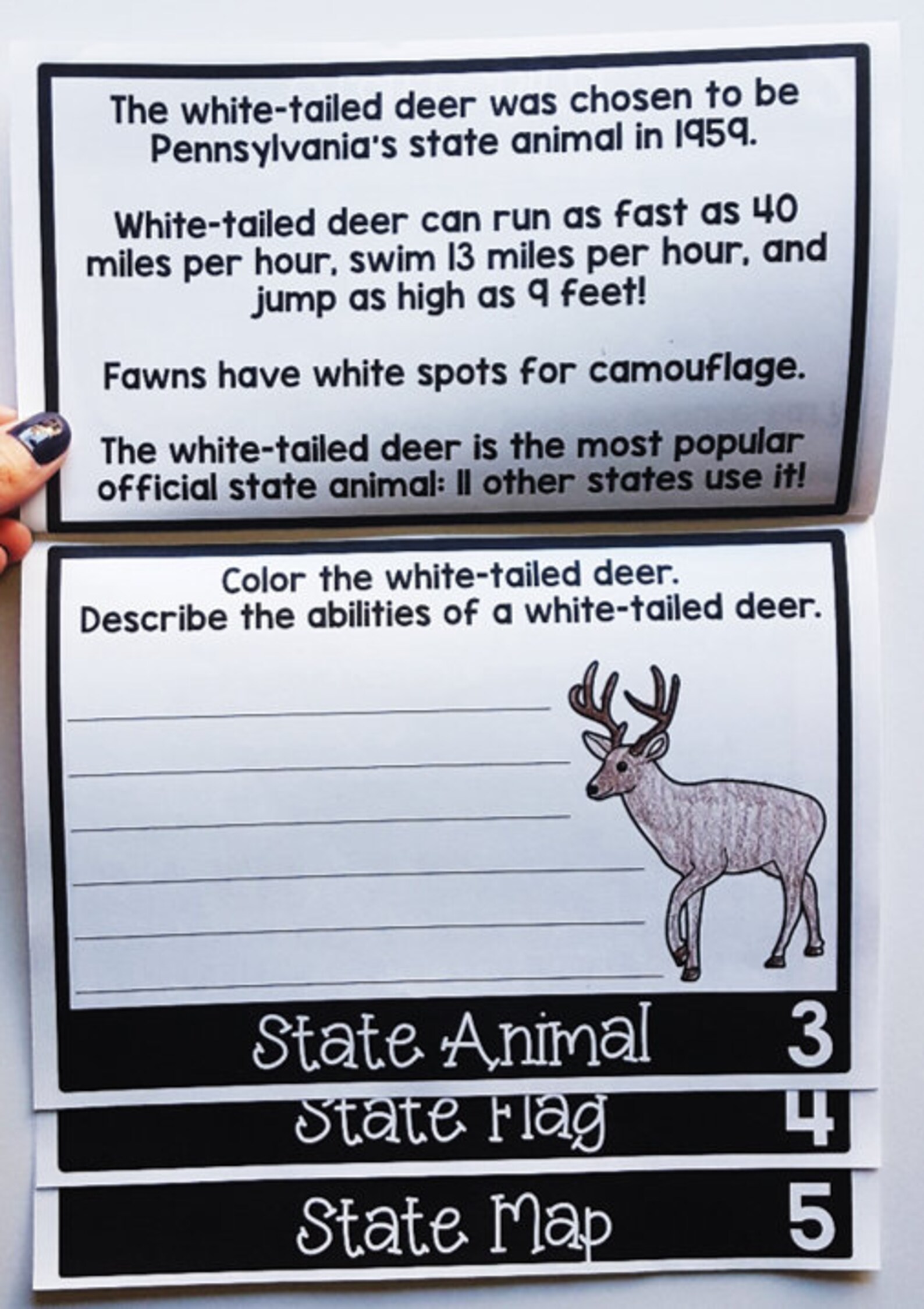 Pennsylvania 3rd-5th Grade State Lesson | Symbols, Map, Flag, Reading ...