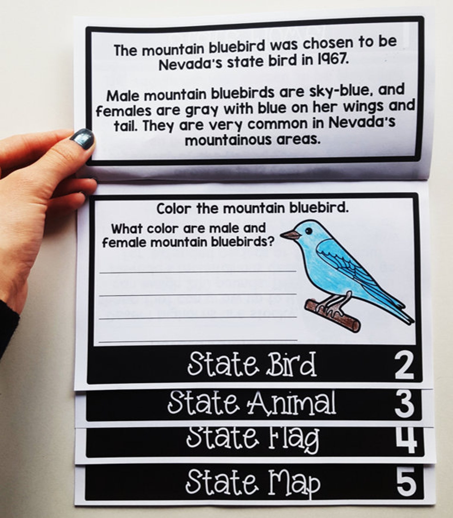 Nevada State Flip Book | 3-5 | Homeschool | Social Studies Printable ...