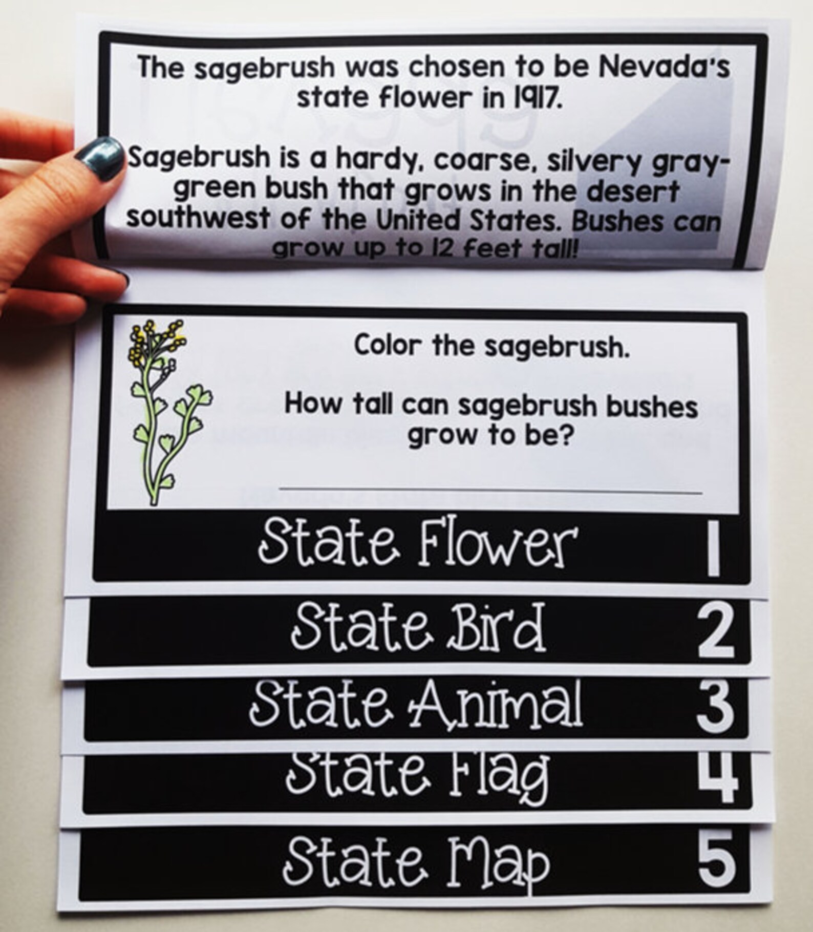 Nevada State Flip Book | 3-5 | Homeschool | Social Studies Printable ...