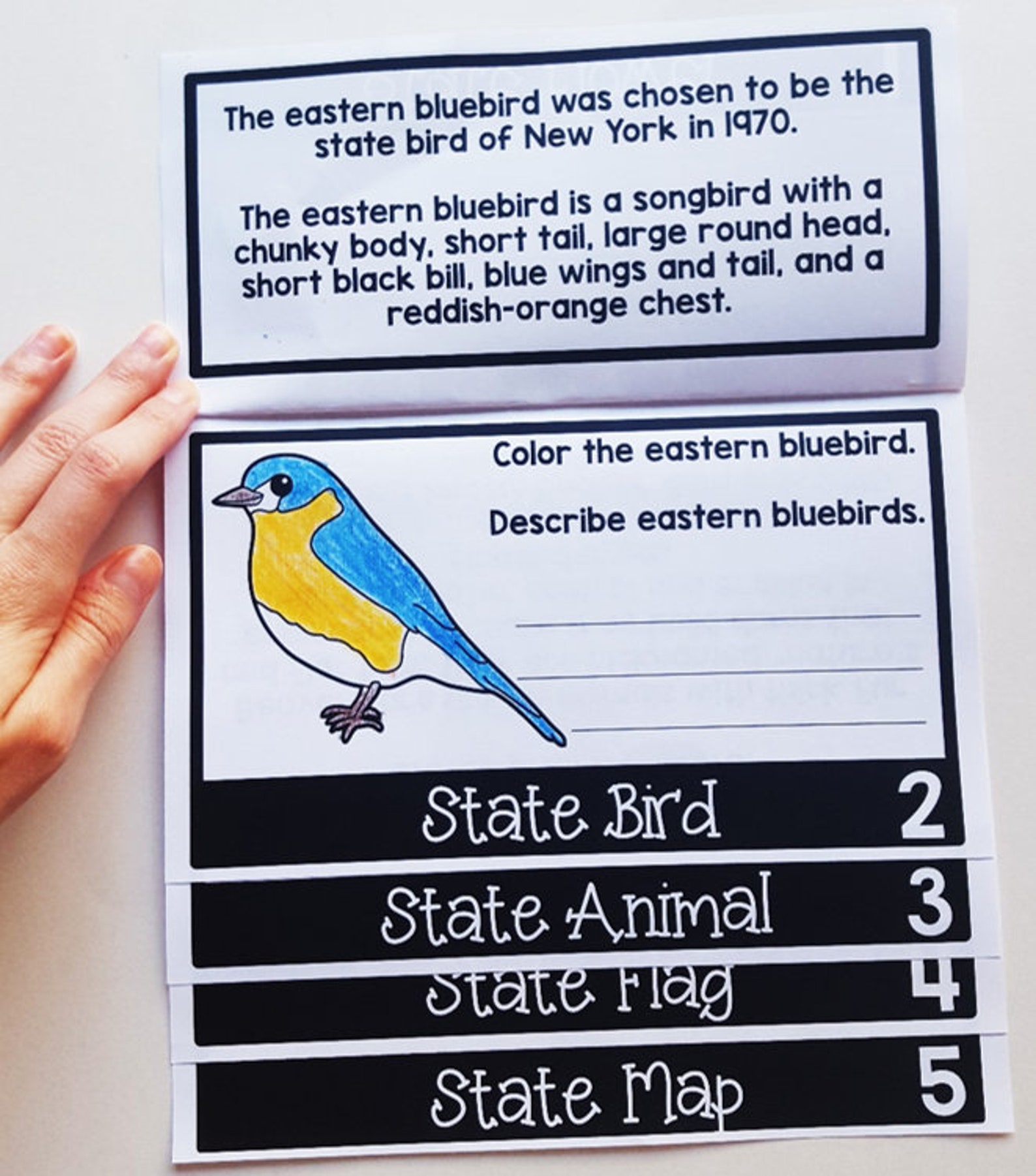 New York 3rd-5th Grade State Lesson | Symbols, Map, Flag, Reading ...