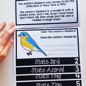 New York 3rd-5th Grade State Lesson | Symbols, Map, Flag, Reading ...