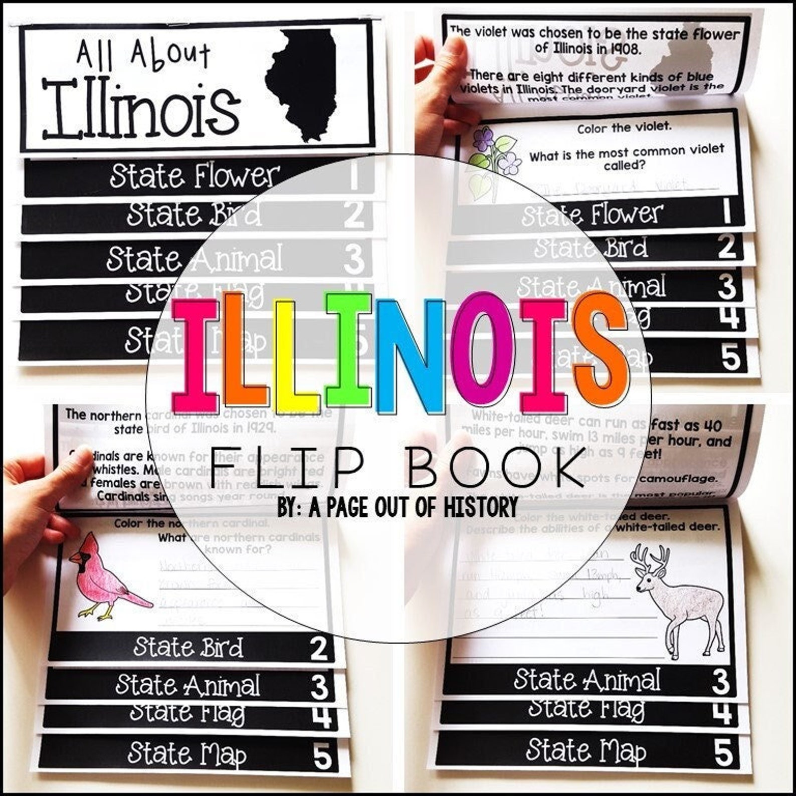 Illinois State Flip Book | 3-5 | Homeschool | Social Studies Printable ...