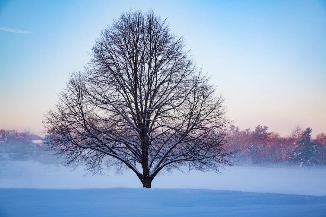 Snow Tree, 10X15 Winter Scene, New Hampshire, Rural, Sunrise, Wall Art ...