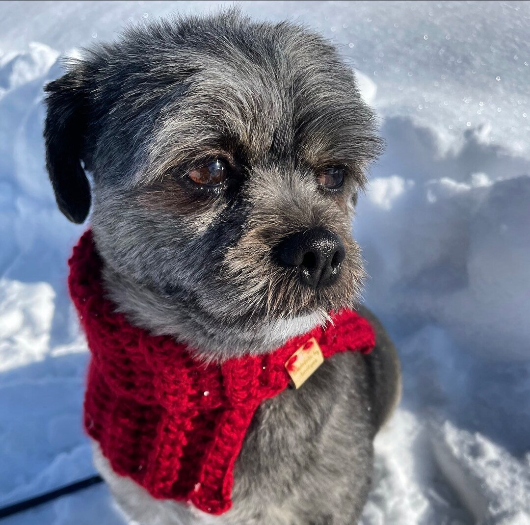 Handmade Crochet Dog Cowl: Open-side Pet Snood, Warm Puppy Accessory - Etsy