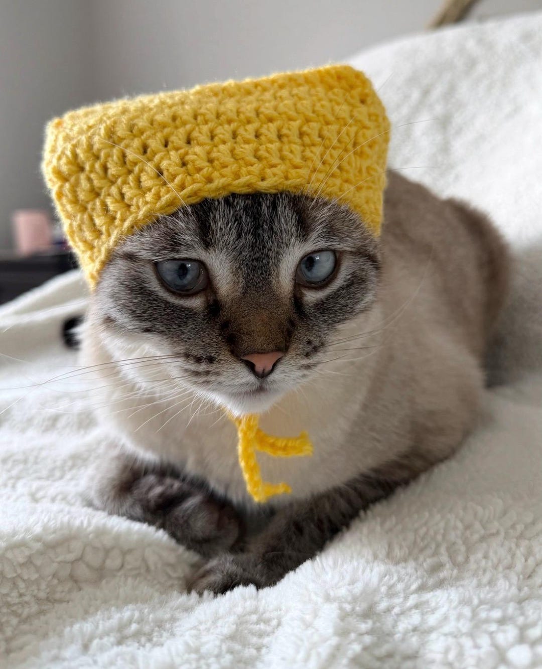 Crochet Cat Hat, Cat Bonnet, Spring Cat Hat, Cute Pet Hat, Handmade ...